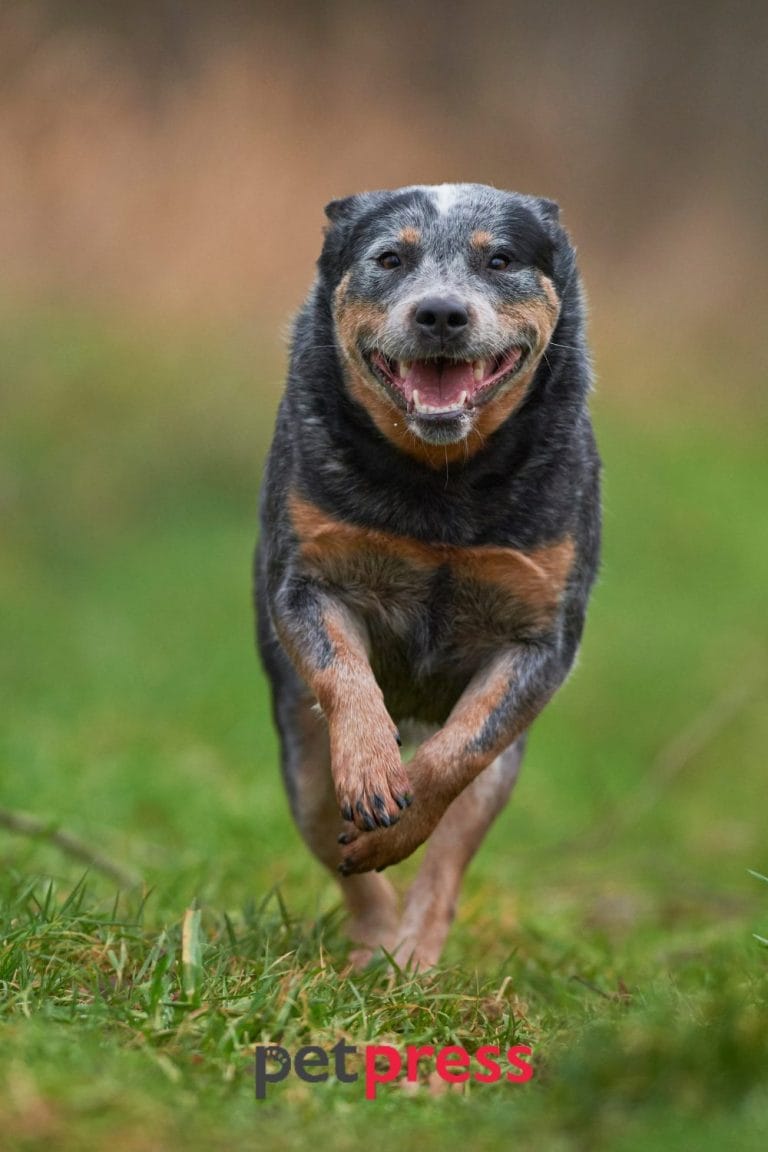 Cattle Dog Exercise Needs: From Couch Pup to Gym Hound