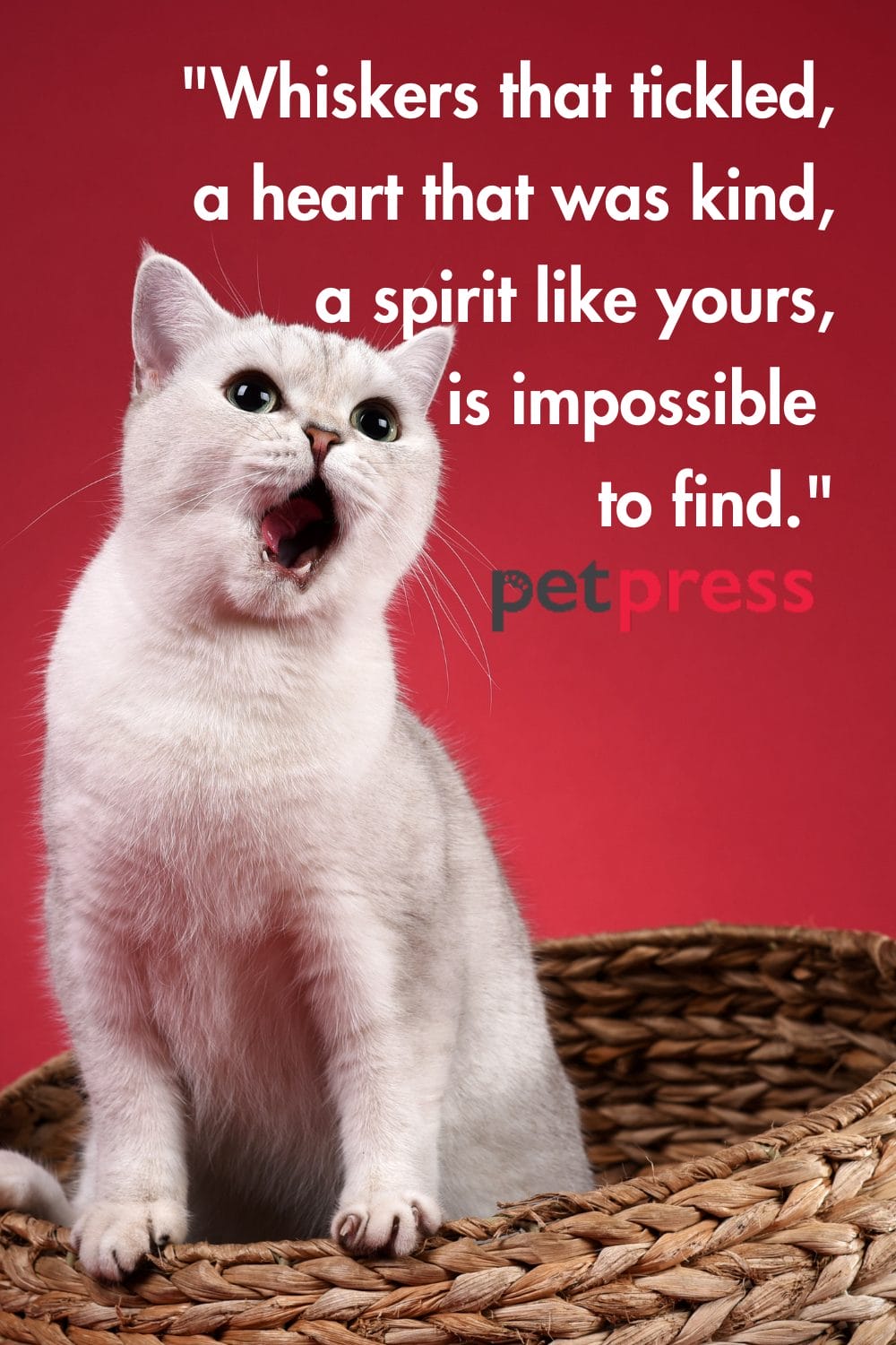 Whiskers to Wisdom: 50 Best Cat Tombstone Quotes - PetPress