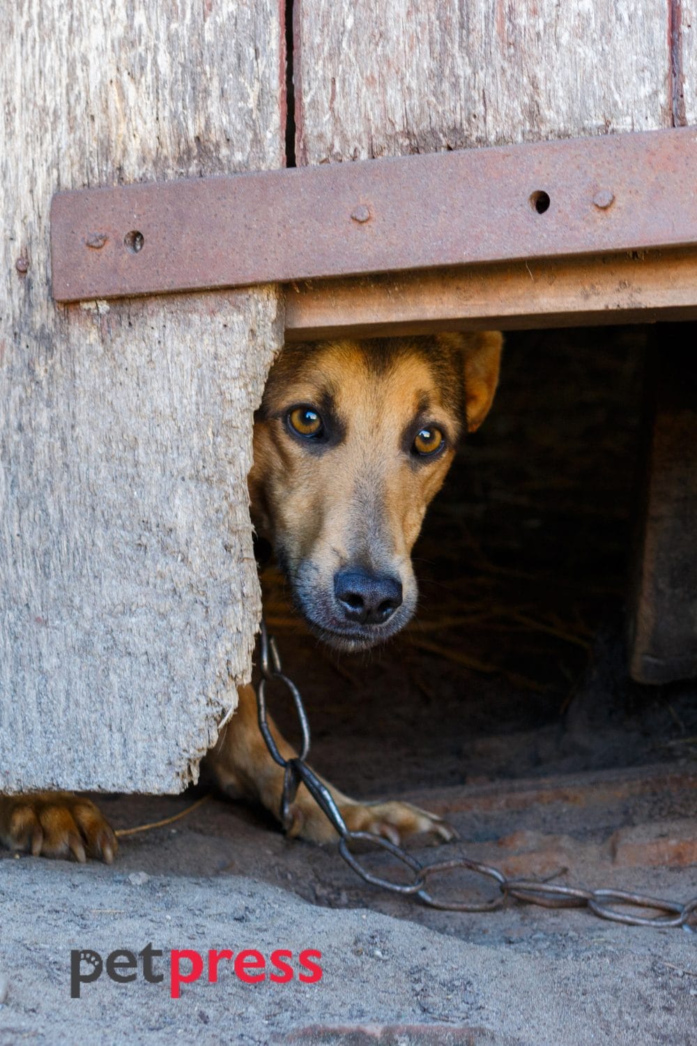 Submissive Dog Behavior: A Guide to Boost Their Confidence