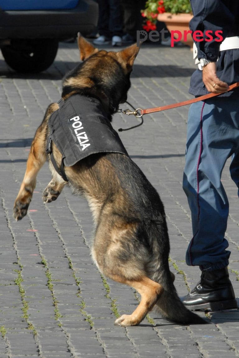 Territorial Aggression in Dogs: What You Must Know - PetPress