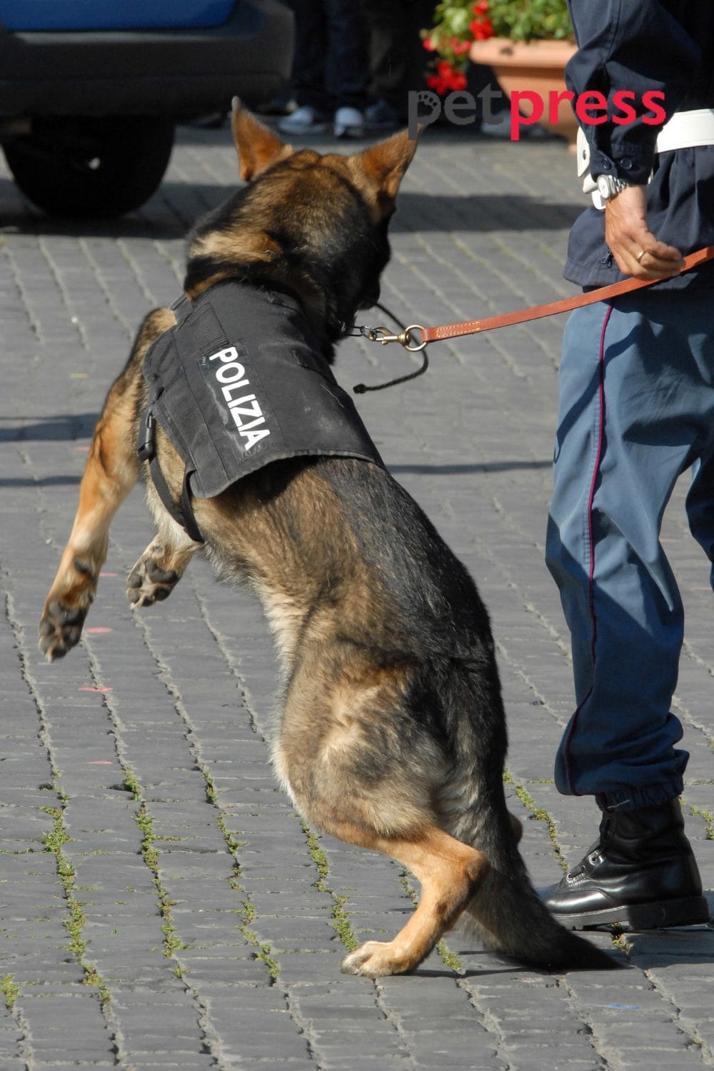 Territorial Aggression in Dogs: What You Must Know - PetPress