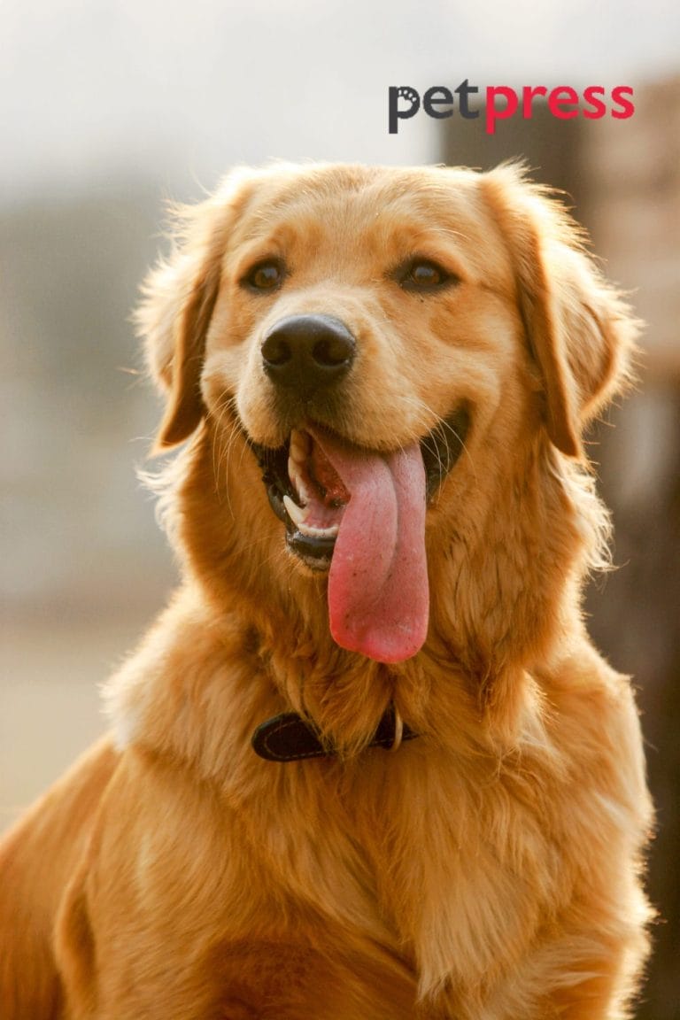 5 Best Ways to Manage Golden Retriever Behavior Problems