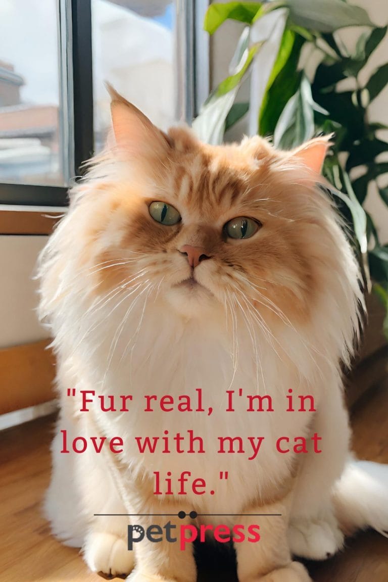 150 Best Cat Instagram Captions for Every Furry Photo Moment