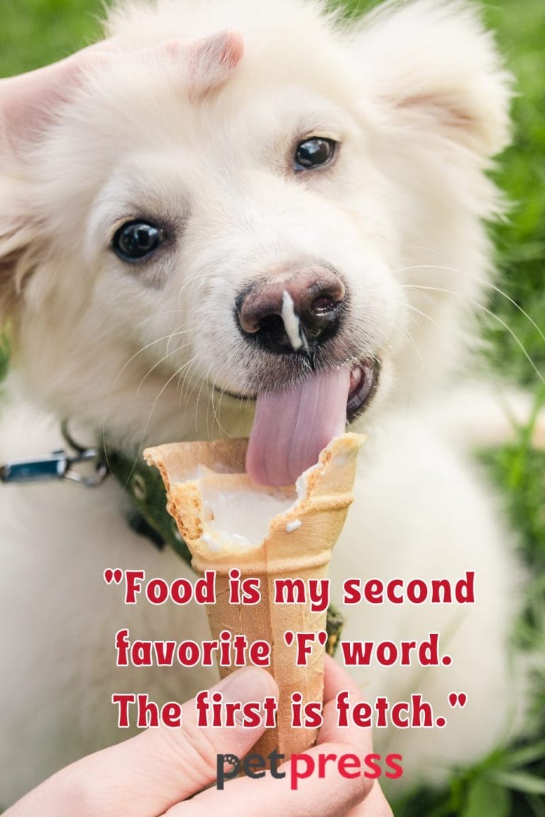 Canine Comedy: Top 150 Funny Dog Captions for Instagram