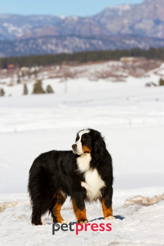 The Essential Guide to Bernese Mountain Dog Exercise - PetPress