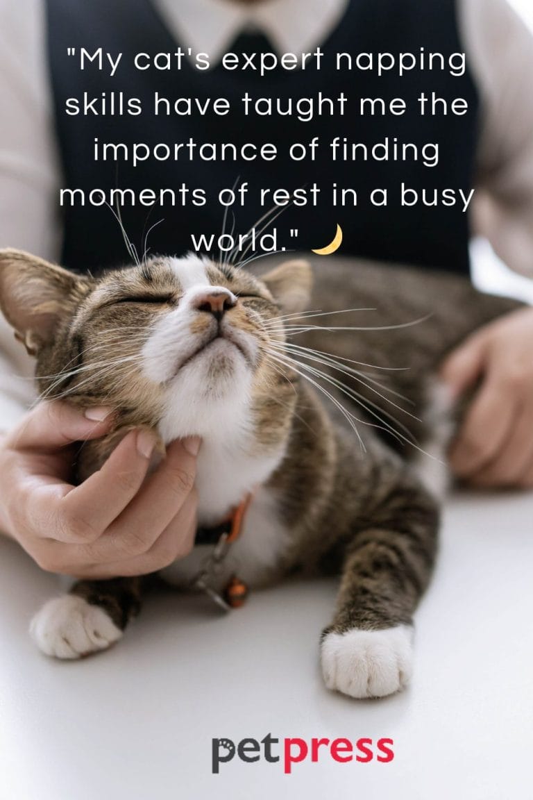 150+ Captivating Captions for Cat Lovers That Express Affection