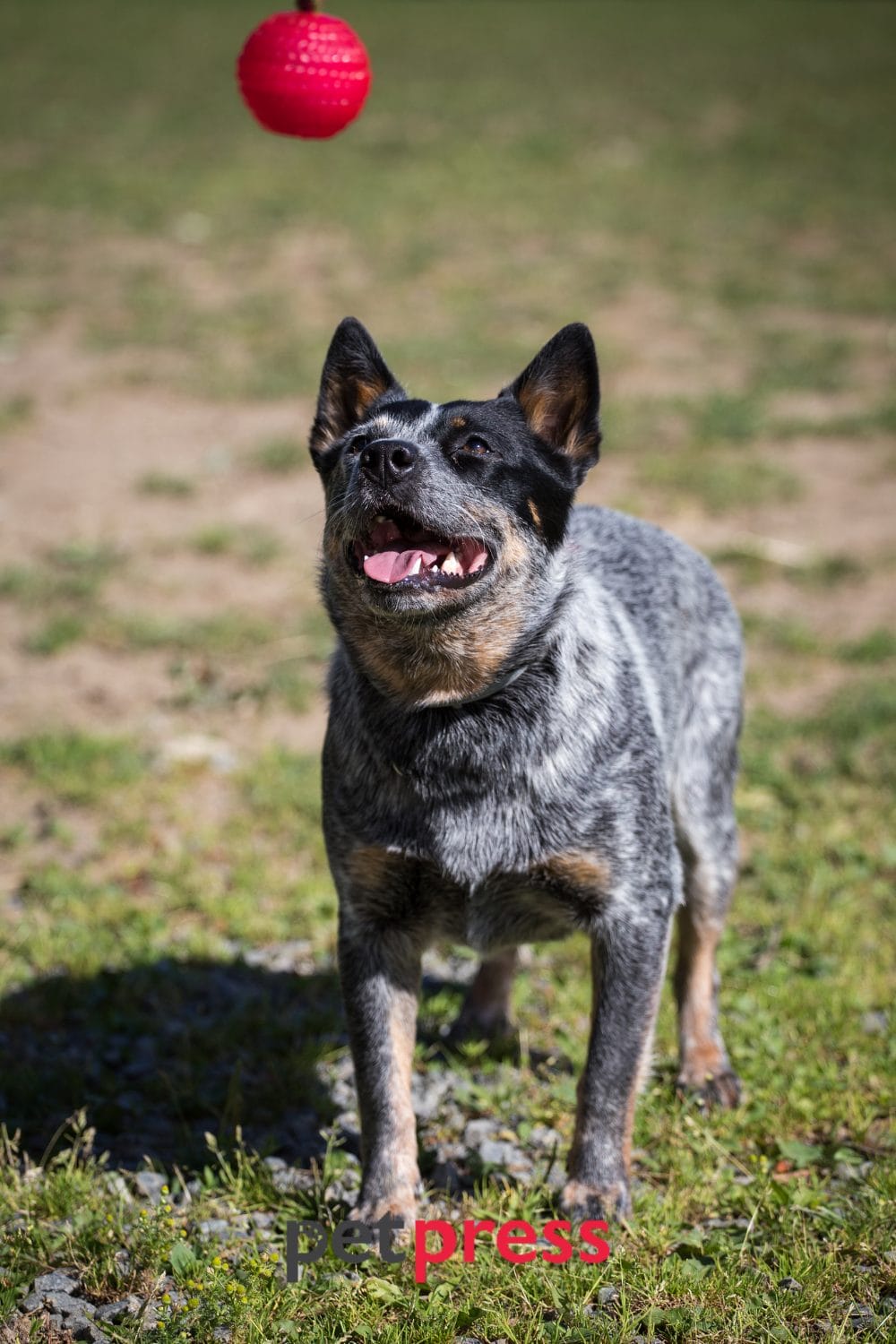 Cattle Dog Exercise Needs: From Couch Pup to Gym Hound