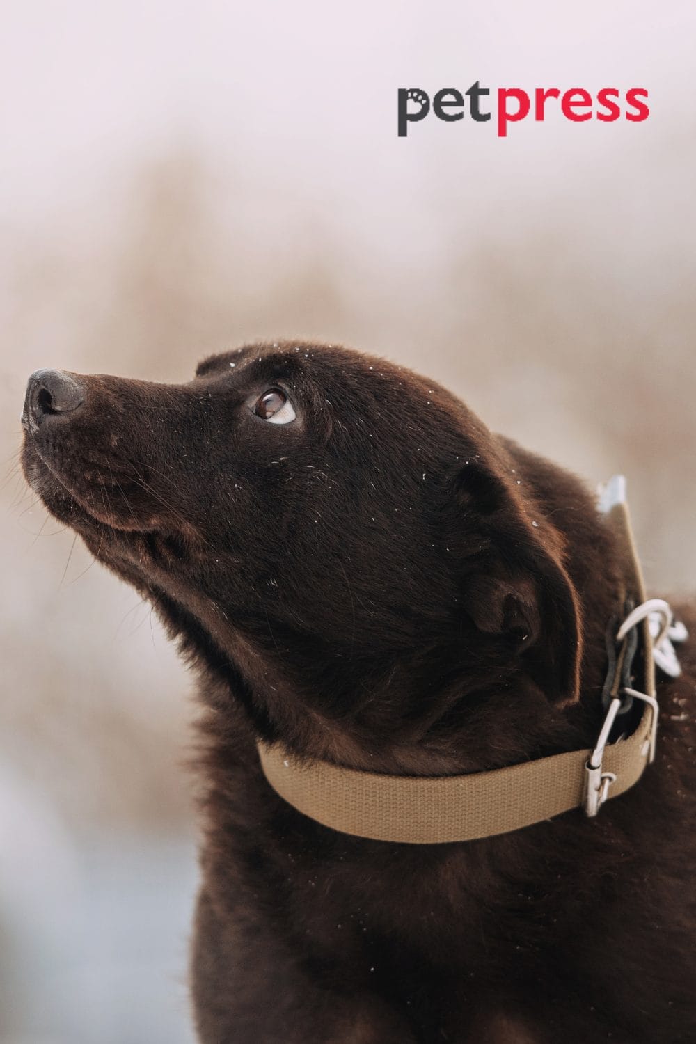 Submissive Dog Behavior: A Guide to Boost Their Confidence