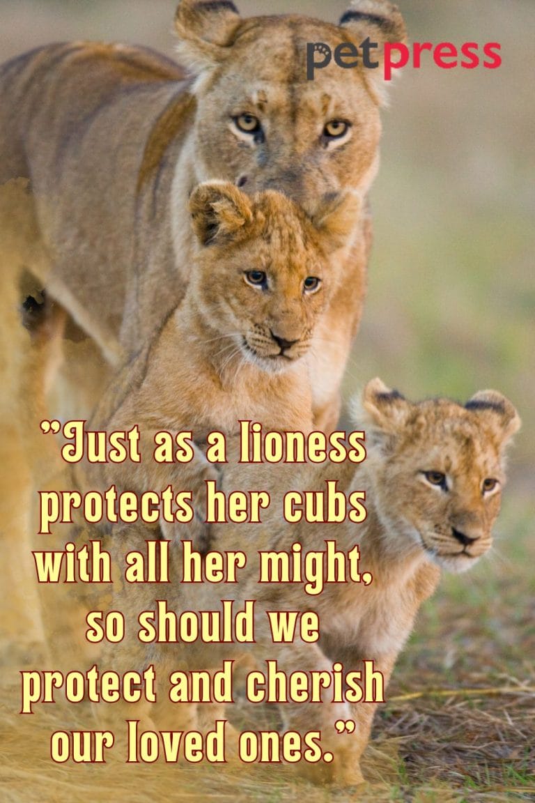 Unleashing Your Inner Strength With Lion Mentality Quotes