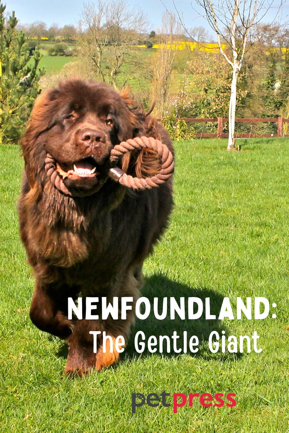 Growing Old Together: The Top 10 Best Large Dogs for Seniors