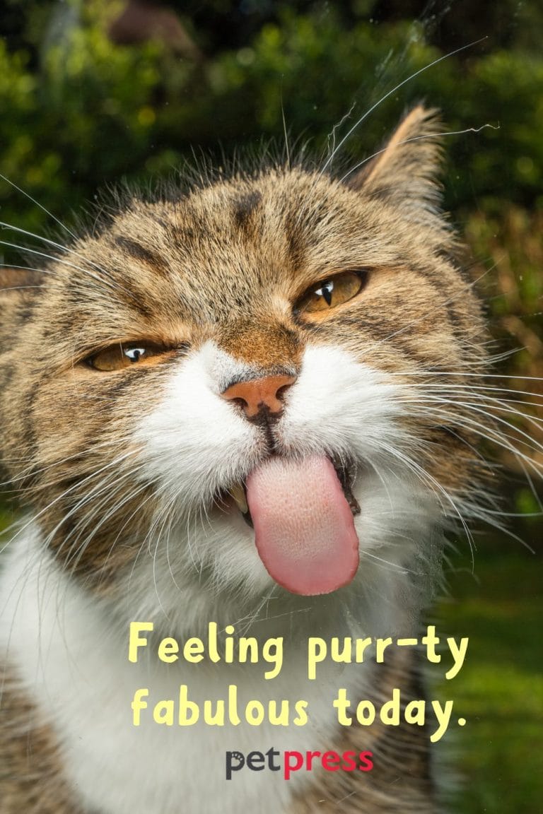 Furry Comedians: 200+ Best Funny Cat Captions for Instagram