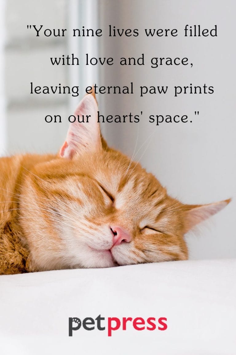 Whiskers to Wisdom: 50 Best Cat Tombstone Quotes - PetPress