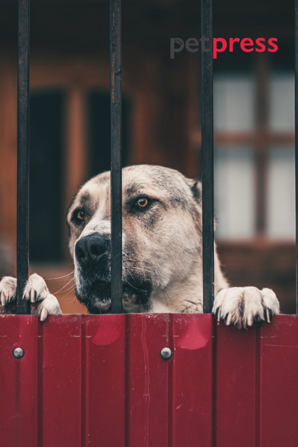 Territorial Aggression in Dogs: What You Must Know - PetPress