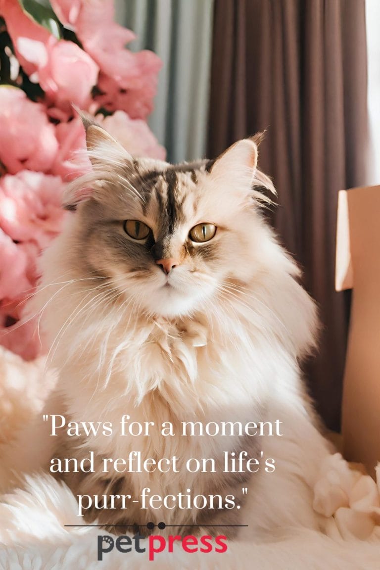 150 Best Cat Instagram Captions for Every Furry Photo Moment