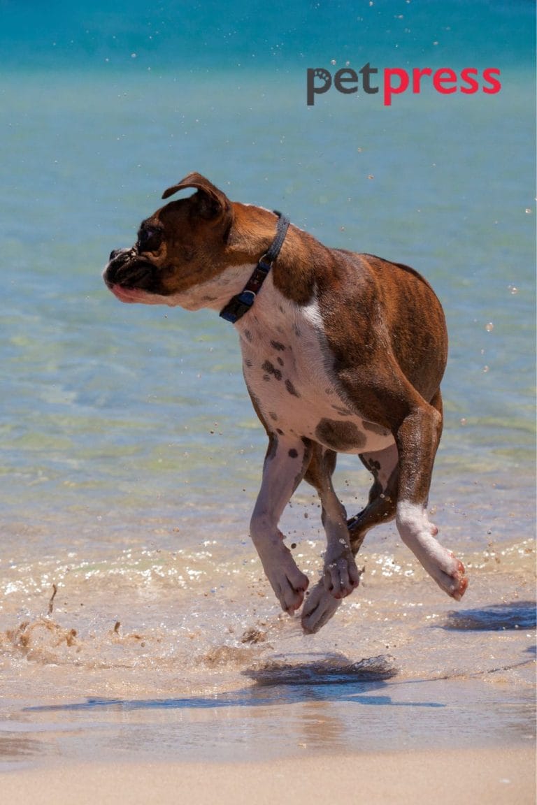 Boxer Dog Exercise: The Ultimate Guide to a Healthy Canine