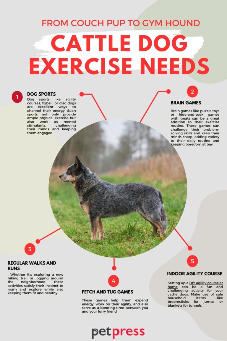 Cattle Dog Exercise Needs: From Couch Pup to Gym Hound