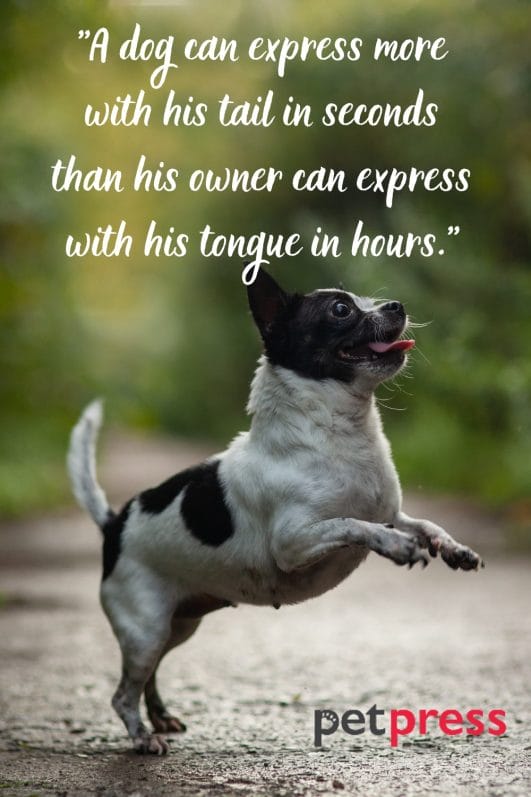 100+ Best Funny Dog Quotes to Brighten Your Day