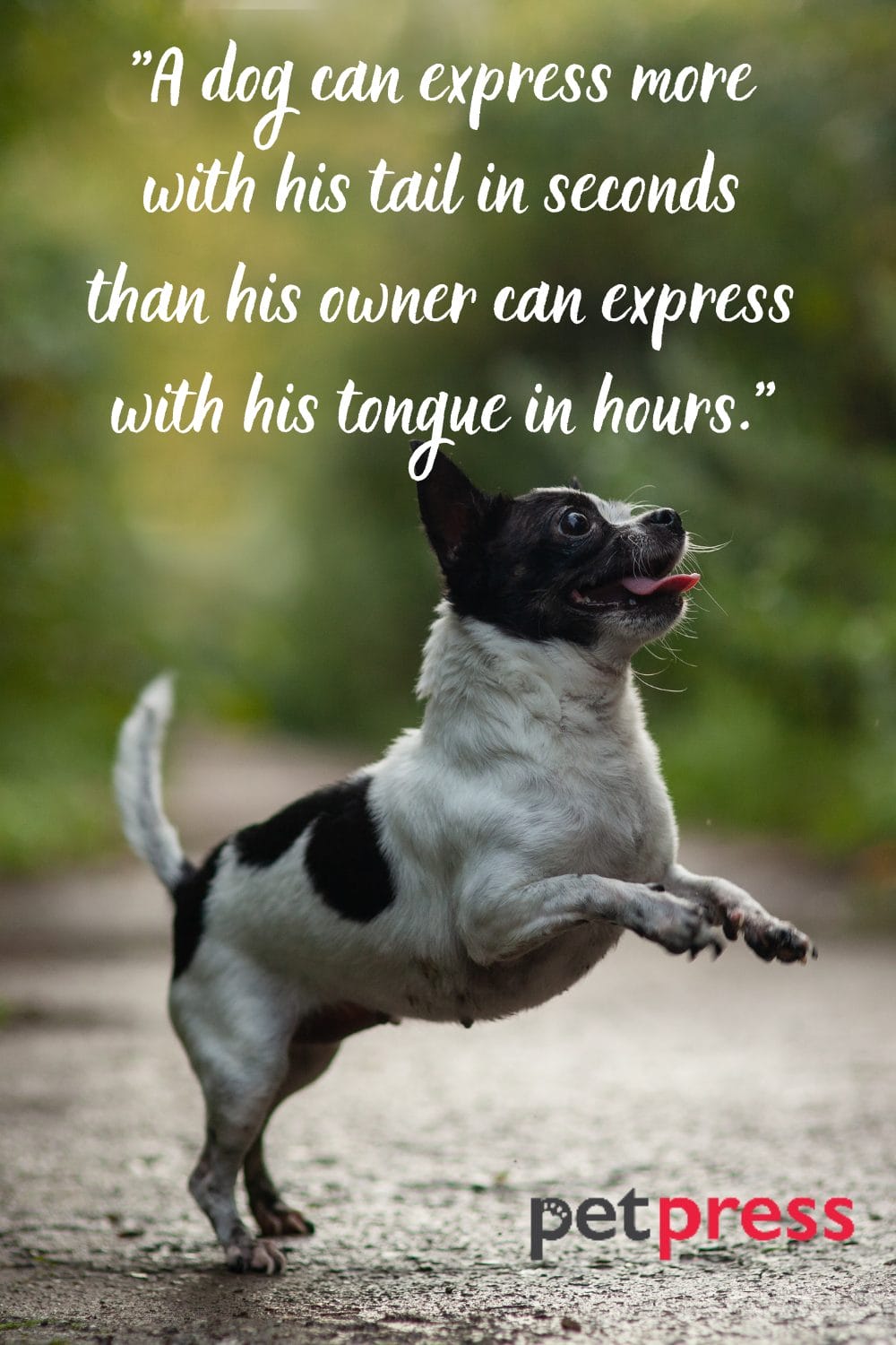 100+ Best Funny Dog Quotes to Brighten Your Day