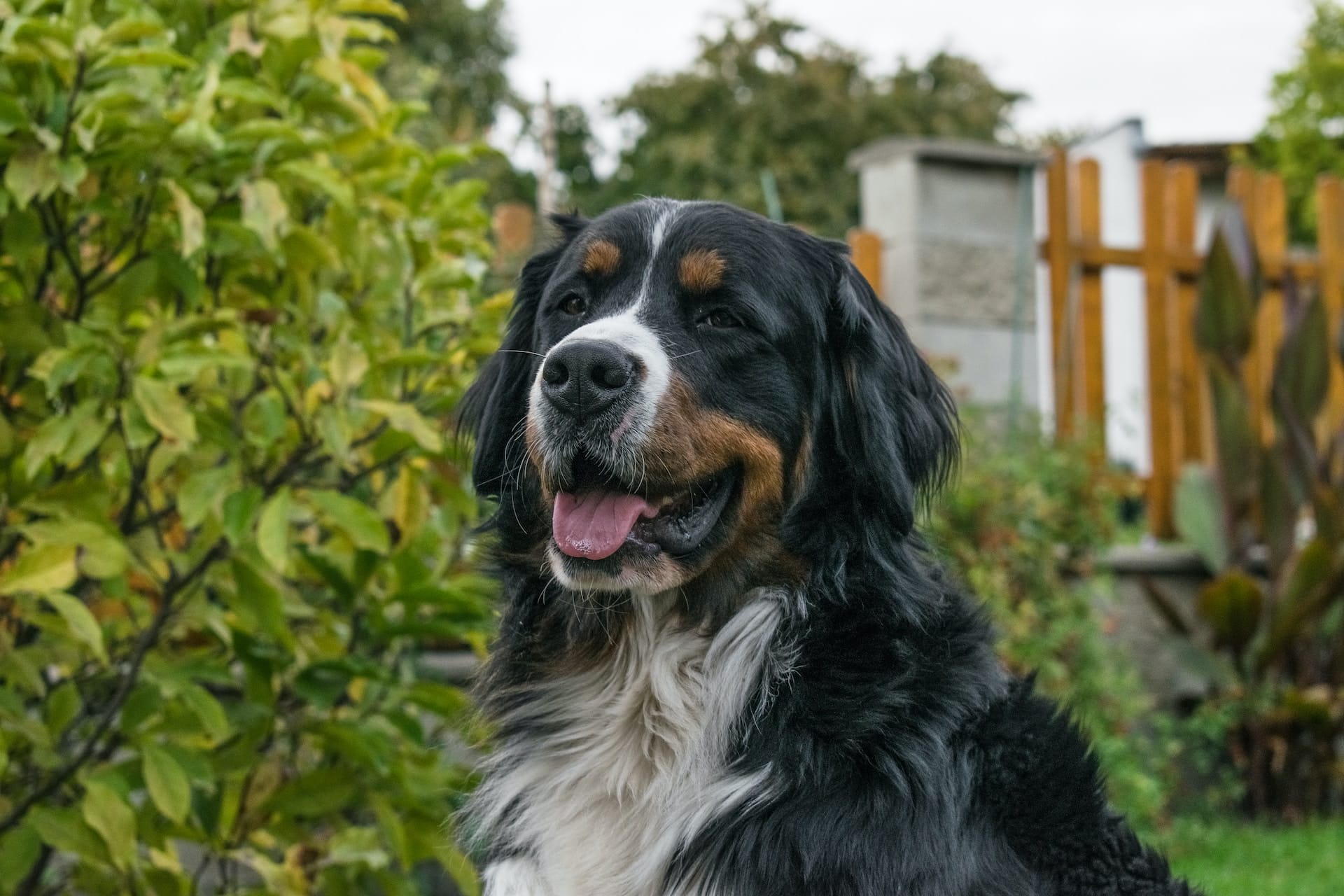 The Essential Guide to Bernese Mountain Dog Exercise - PetPress