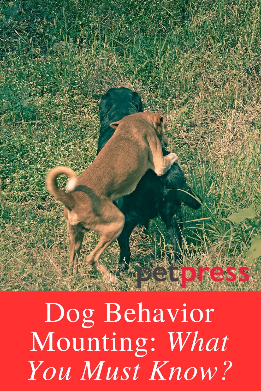 Dog Behavior Mounting: What You Must Know? - PetPress