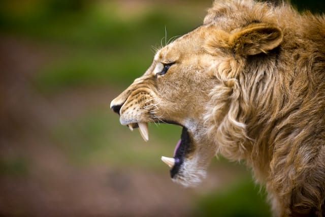 Unleashing Your Inner Strength With Lion Mentality Quotes