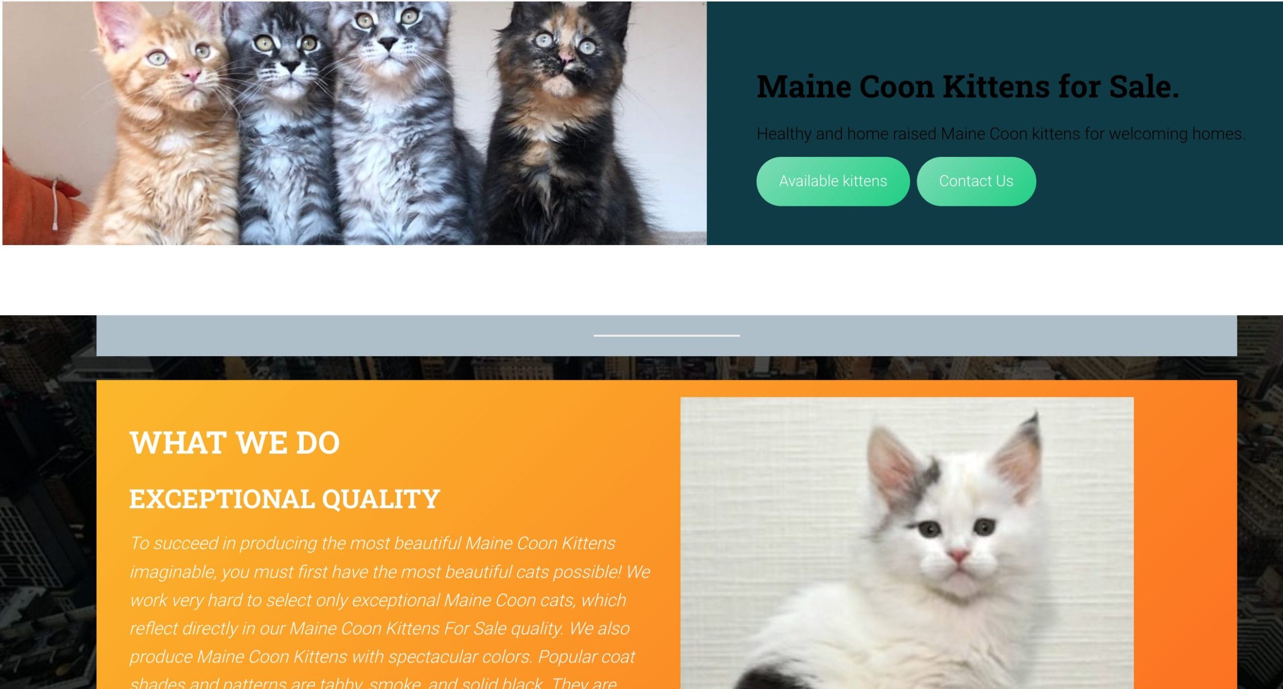 Megan Maine Coon Home - PetPress