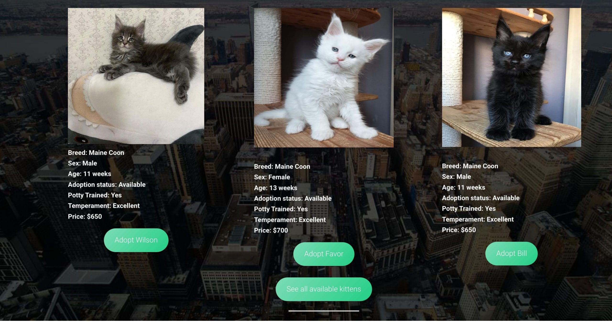 Megan Maine Coon Home - PetPress