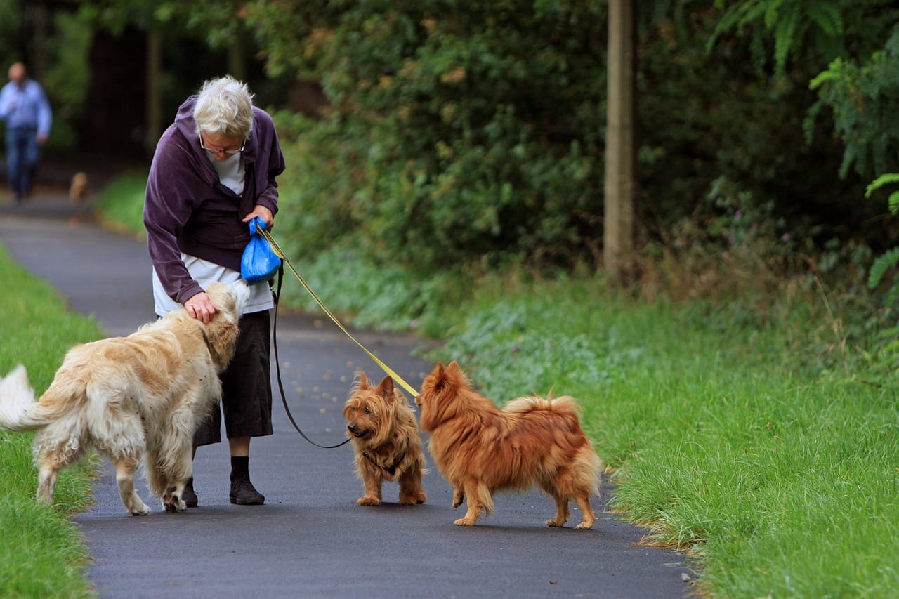 Growing Old Together: The Top 10 Best Large Dogs for Seniors