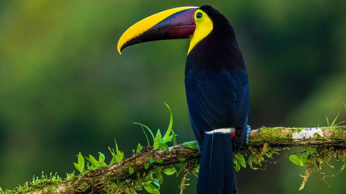 10+ Interesting Bird Facts That Are Amazing And Will Surprise You