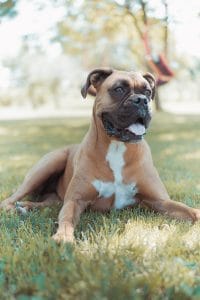 A Comprehensive Guide: 7 Common Boxer Dog Behavior Problems