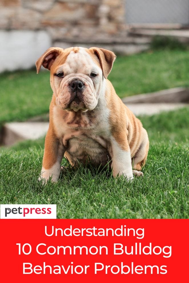 Understanding 10 Common Bulldog Behavior Problems