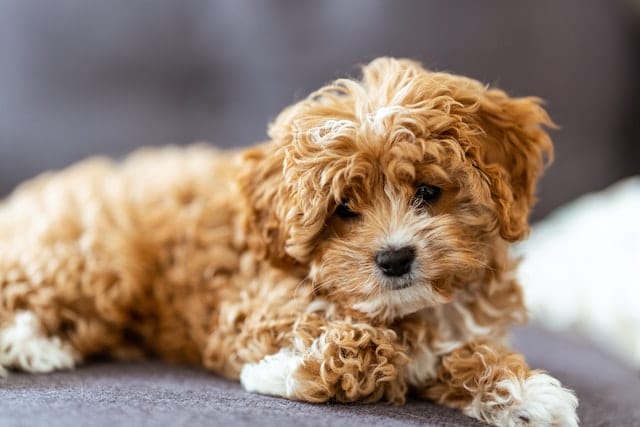 A Comprehensive Guide: Unraveling 7 Cavapoo Behavior Problems