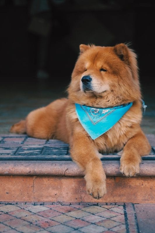 A Comprehensive Guide: 9 Chow Chow Behavior Issues