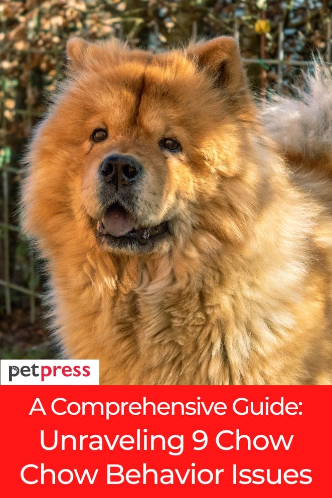 A Comprehensive Guide: 9 Chow Chow Behavior Issues