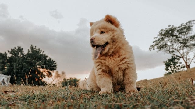 14 Lovely Chow Chow Pictures To Make Your Day - PetPress