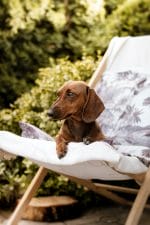 Taming the Wild: Dealing with Dachshund Behavior Problems