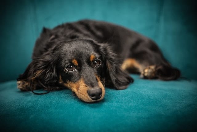 14 Best Dachshund Quotes and Sayings - PetPress