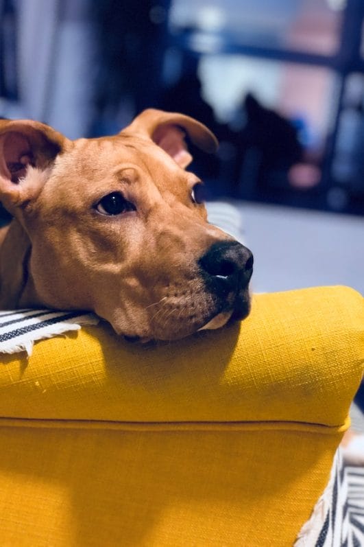 6 Common Reasons Why Older Dogs Crying at Night