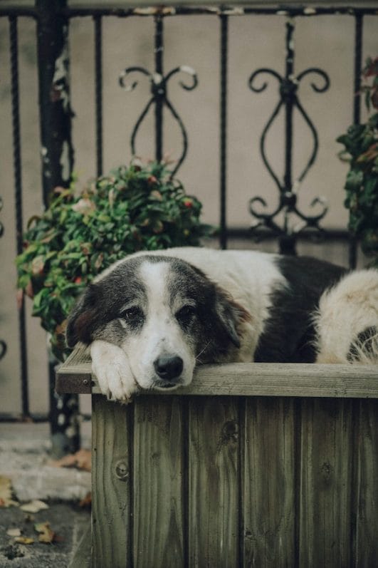 6 Common Reasons Why Older Dogs Crying at Night