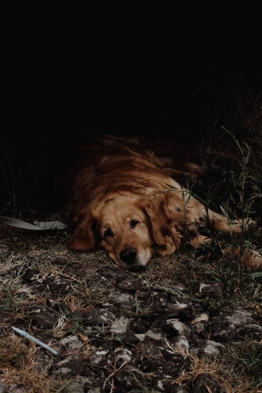 6 Common Reasons Why Older Dogs Crying at Night