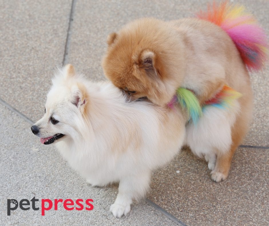 Dog Behavior Mounting: What You Must Know? - PetPress