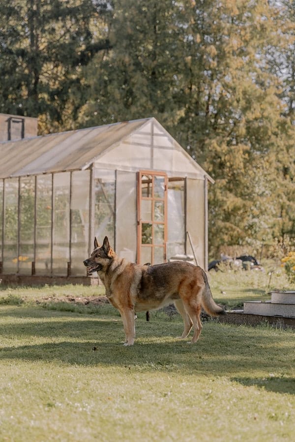 Understanding 8 Common German Shepherd Behavior Problems