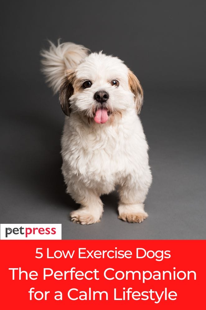 5 Low Exercise Dogs: The Perfect Companion for a Calm Lifestyle