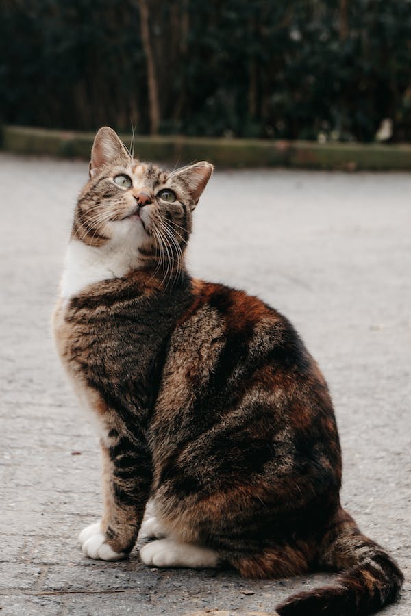 Male vs Female Cat Behavior: Unraveling the Whiskered Mysteries