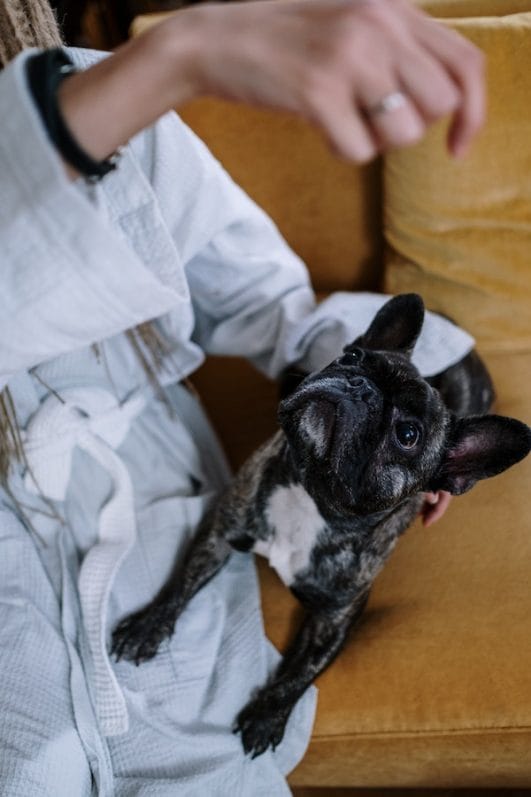 Mental Exercises For Dogs Keep Your Dog Engaged mental-exercises-for-dogs-keep-your-dog-engaged