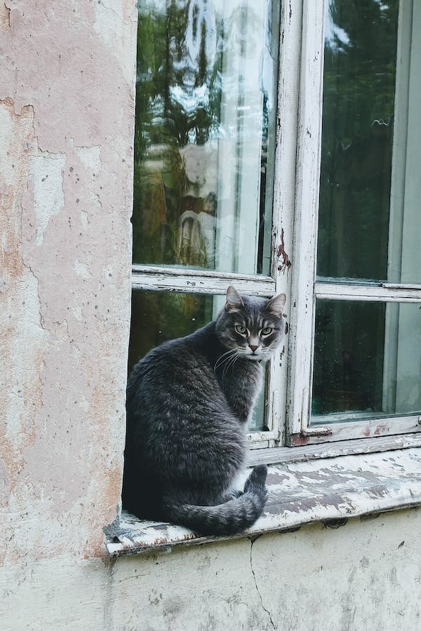 Old Cat Behavior: Tips to Keep Your Senior Feline Happy