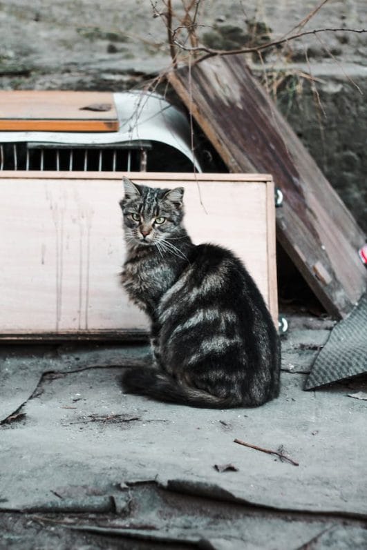 Old Cat Behavior: Tips to Keep Your Senior Feline Happy