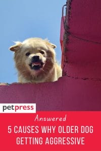Answered: 5 Causes Why Older Dogs Getting Aggressive