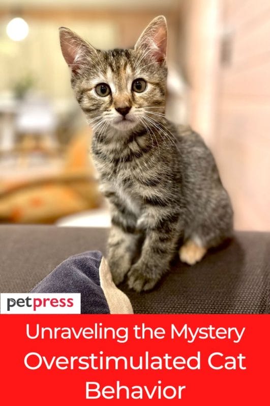 Unraveling the Mystery of Overstimulated Cat Behavior