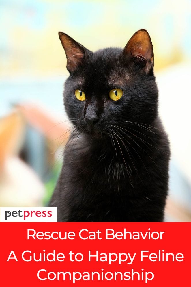 Rescue Cat Behavior: A Guide to Happy Feline Companionship